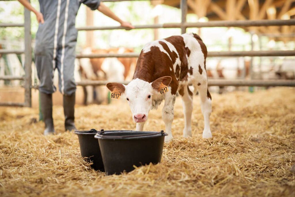 La diarrhée chez le veau | Calf Lyte Plus