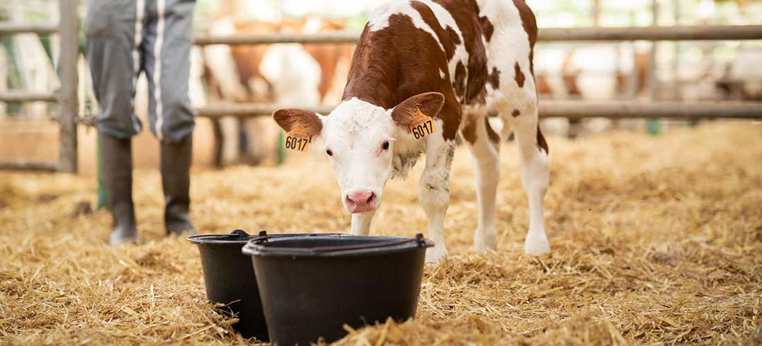 Soins des veaux en diarrhée | Calf Lyte Plus