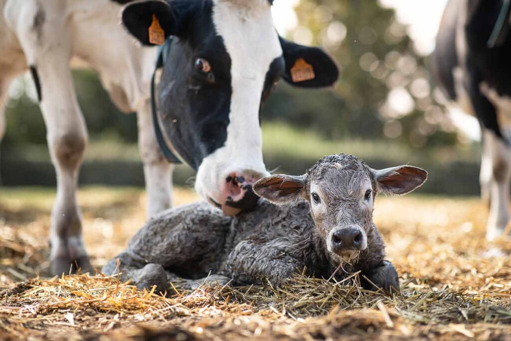 La diarrhée chez le veau | Calf Lyte Plus